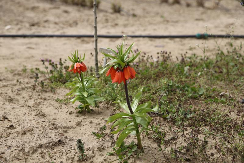 Selimiye Camisi'nin önemli figürlerinden! 'Ters lale'nin Edirne'de ...