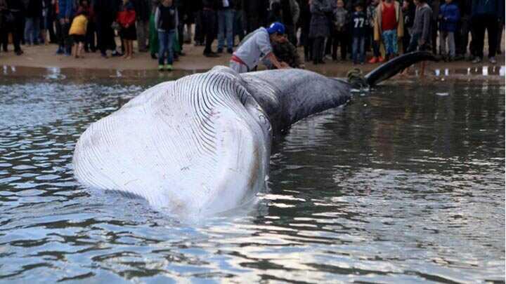 Dev balina ağlara takıldı!