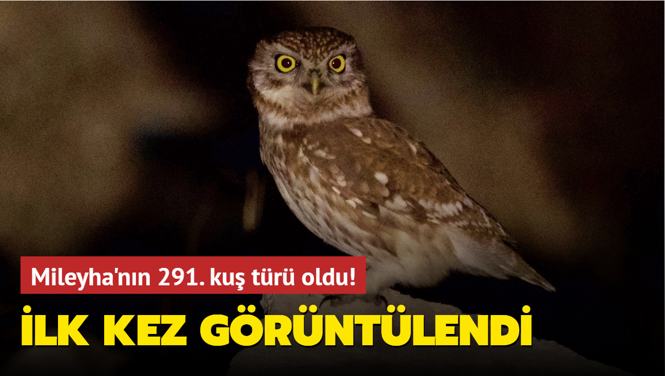 İlk kez görüntülendi: Kukumav kuşu Mileyha'nın 291. kuş türü oldu!