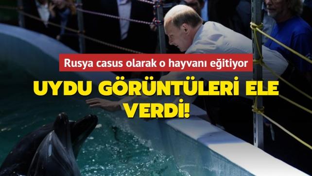 Uydu görüntüleri ele verdi! Rusya casus olarak o hayvanı eğitiyor Uydu görüntüleri ele verdi! Rusya casus olarak o hayvanı eğitiyor