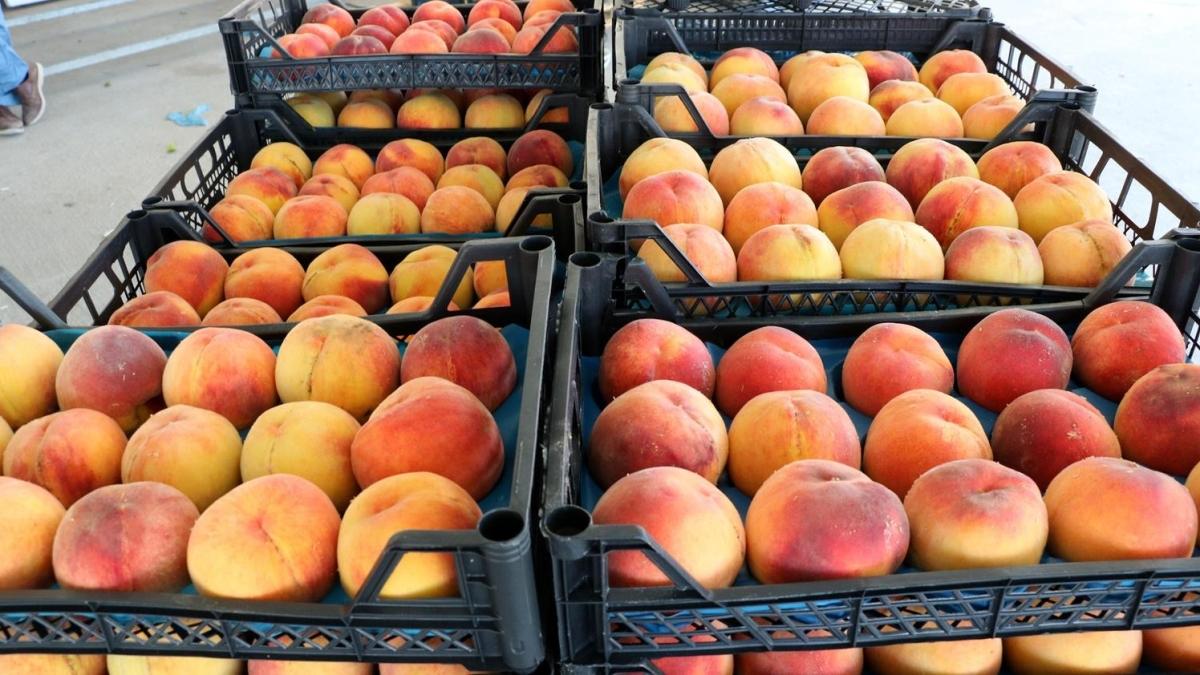 'Lapseki şeftalisi' coğrafi işaretli ürün olarak tescillendi