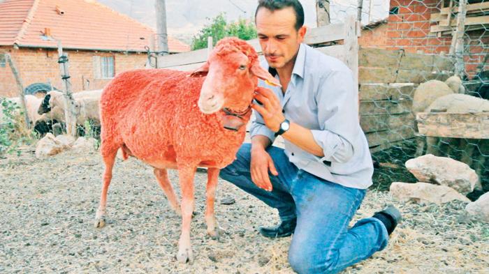 Derviş Zaim: Yönetmenlik artistlik değildir