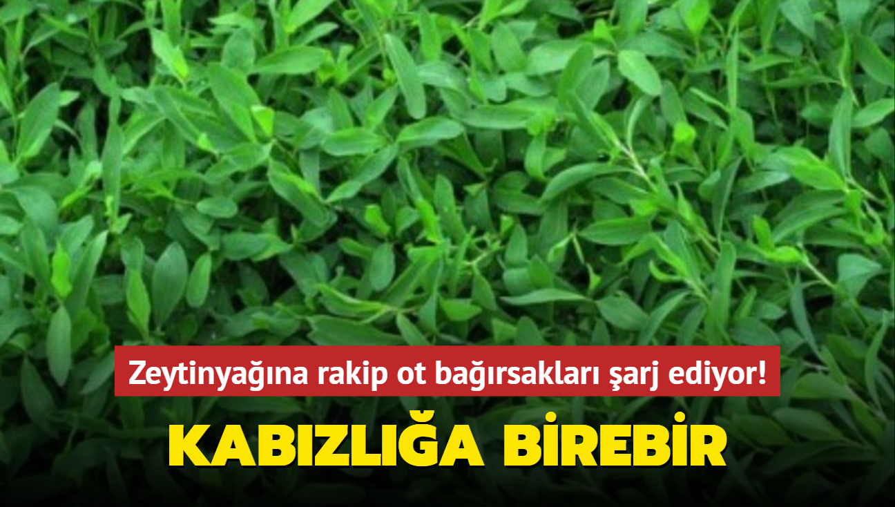 Zeytinyağına rakip ot bağırsakları şarj ediyor! Kabızlığa birebir