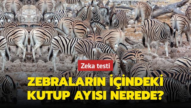 Zeka testi! Zebraların içindeki kutup ayısını veterinerler bile zor ...