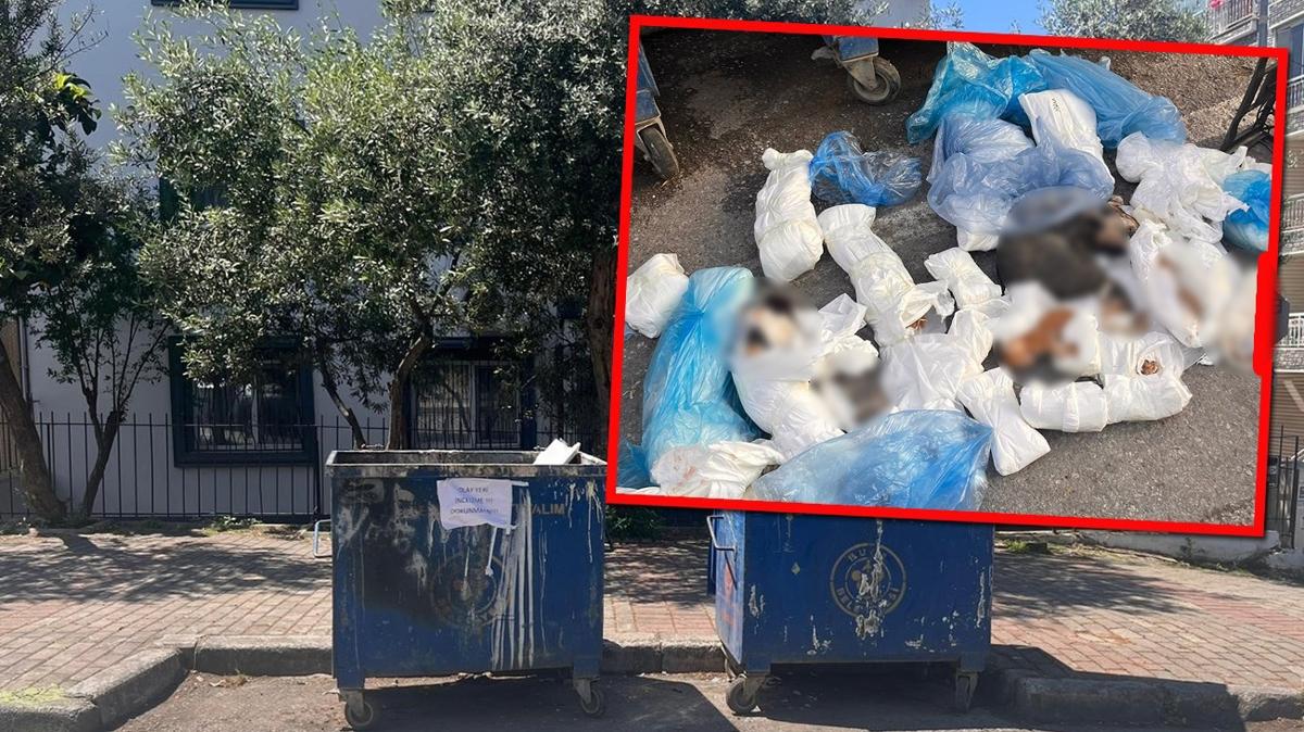 33 kedinin ölümüne pes dedirten savunma! Cani veteriner tutuklandı